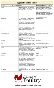 Types of Chicken Combs - Backyard Poultry